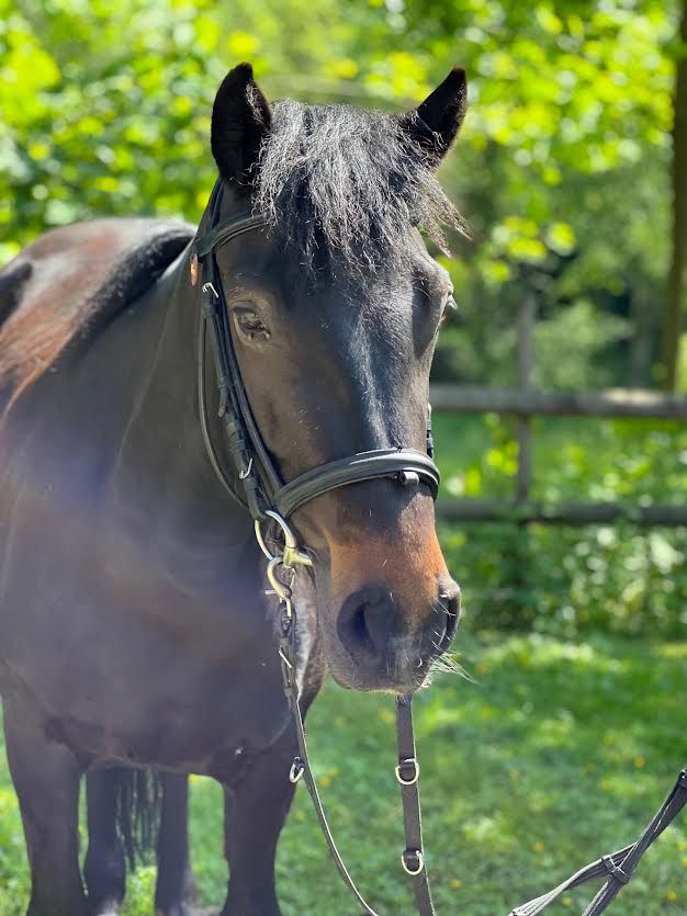 Ponyhof Schwarzenberg – Unsere Tiere